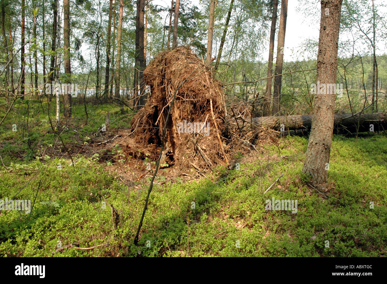 Forest in Nadbuzanski Landscape Park also called The Bug River Valley ...