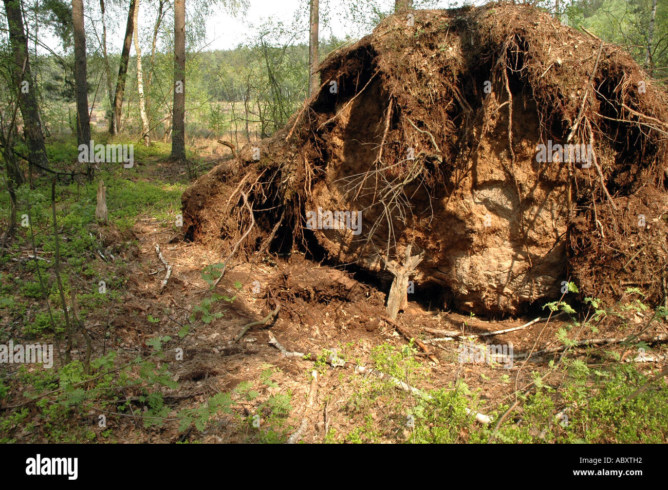 Bug no stump hi-res stock photography and images - Alamy