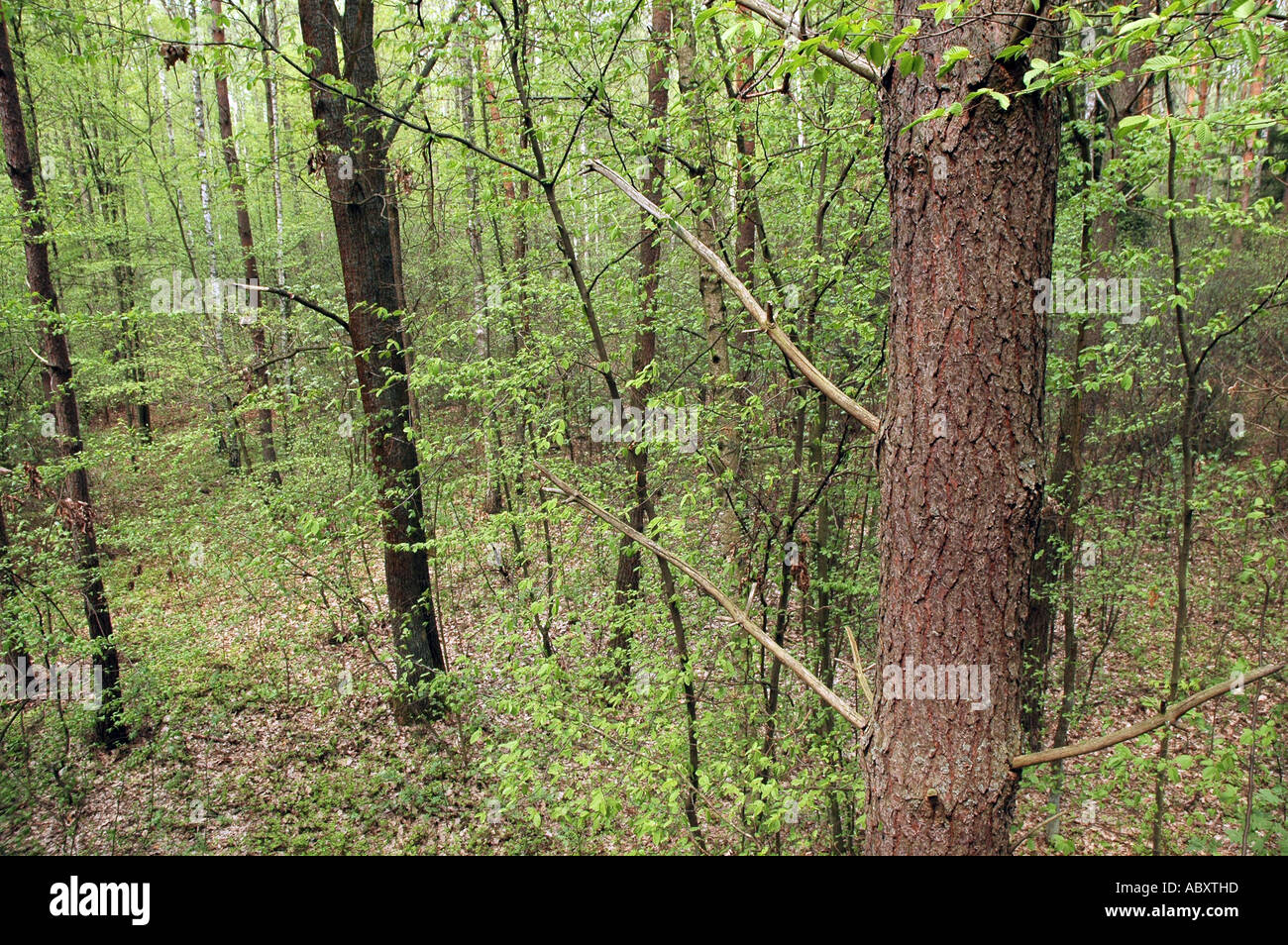 Forest in Nadbuzanski Landscape Park also called The Bug River Valley ...