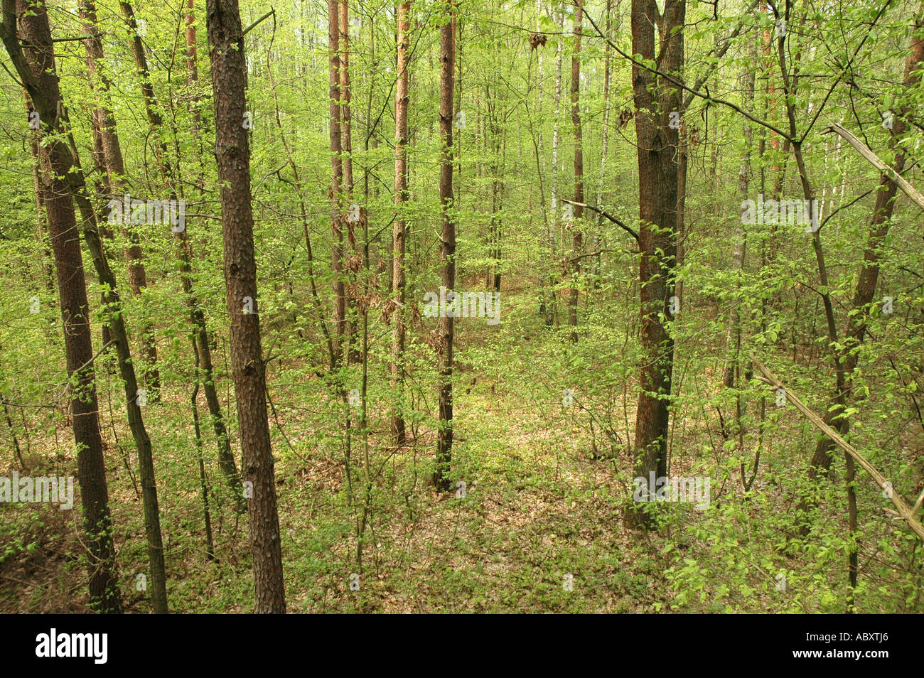 Forest in Nadbuzanski Landscape Park also called The Bug River Valley ...