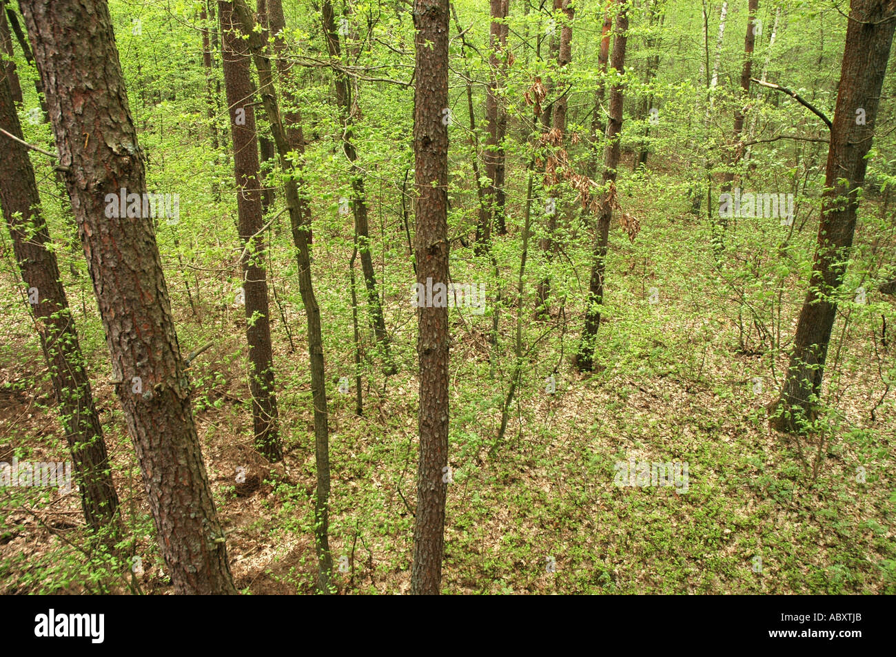 Forest in Nadbuzanski Landscape Park also called The Bug River Valley ...