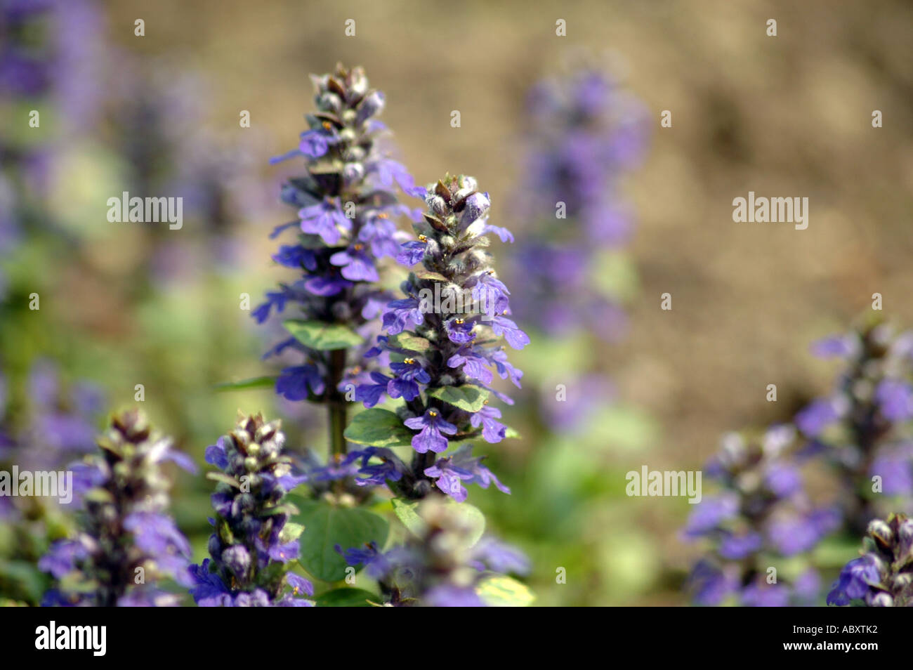 Bugleweed Ajuga reptans plant Stock Photo - Alamy