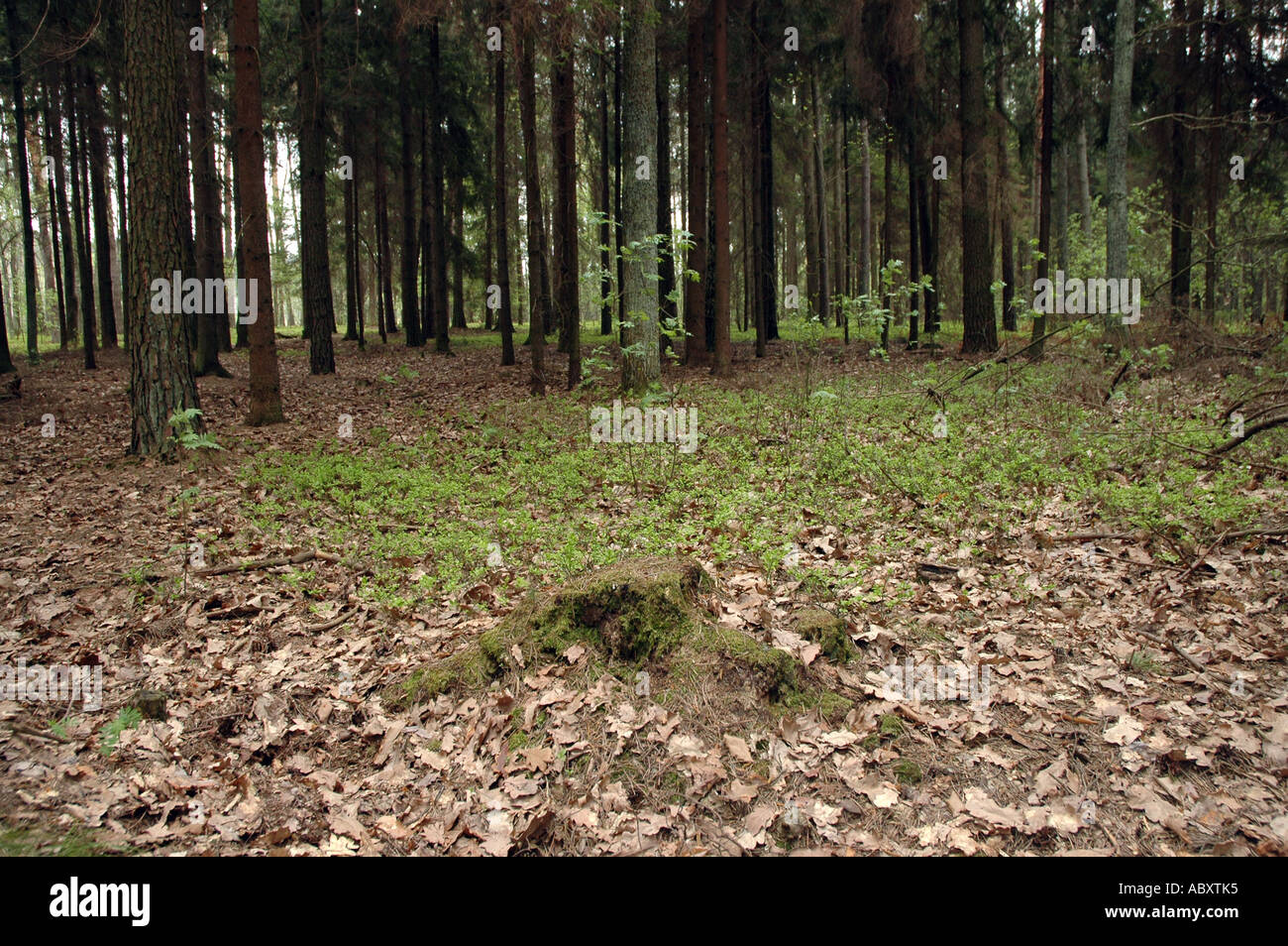 Forest in Nadbuzanski Landscape Park also called The Bug River Valley ...