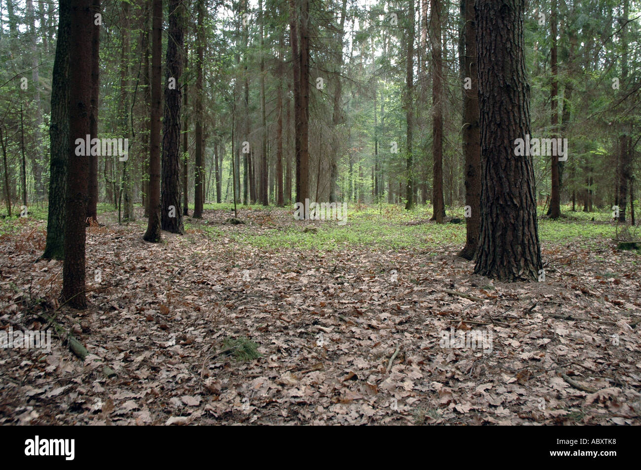 Forest in Nadbuzanski Landscape Park also called The Bug River Valley ...