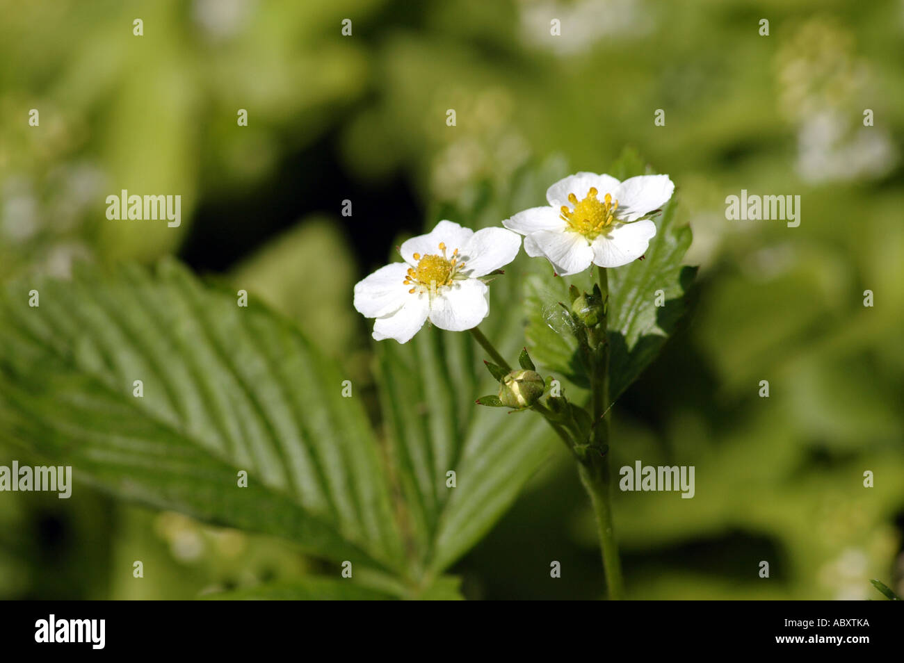 Woodland Strawberry Fragaria vesca also called European strawberry ...