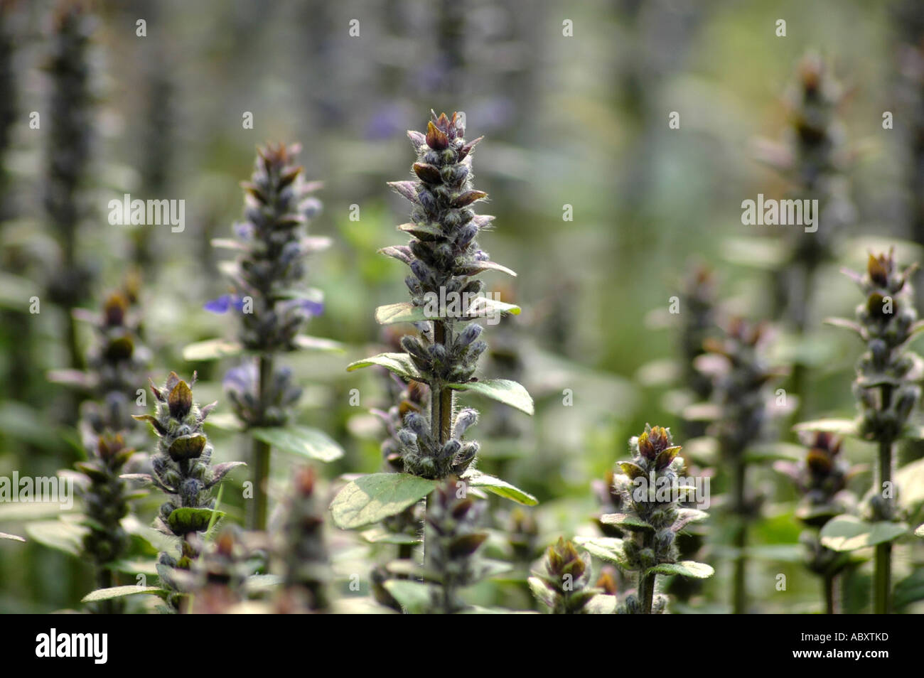 Bugleweed Ajuga reptans plant Stock Photo - Alamy