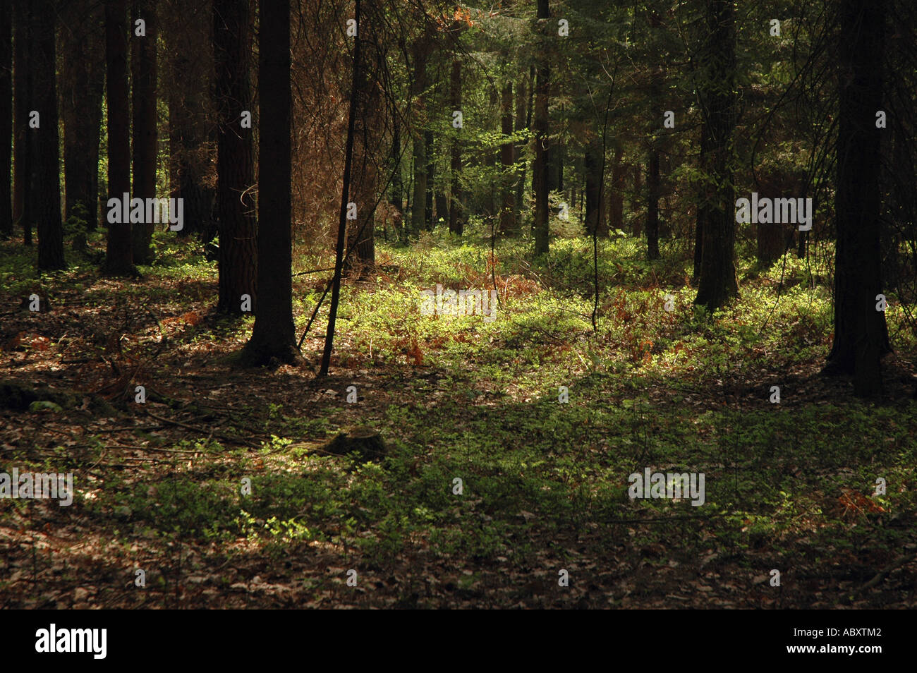 Forest in Nadbuzanski Landscape Park also called The Bug River Valley ...