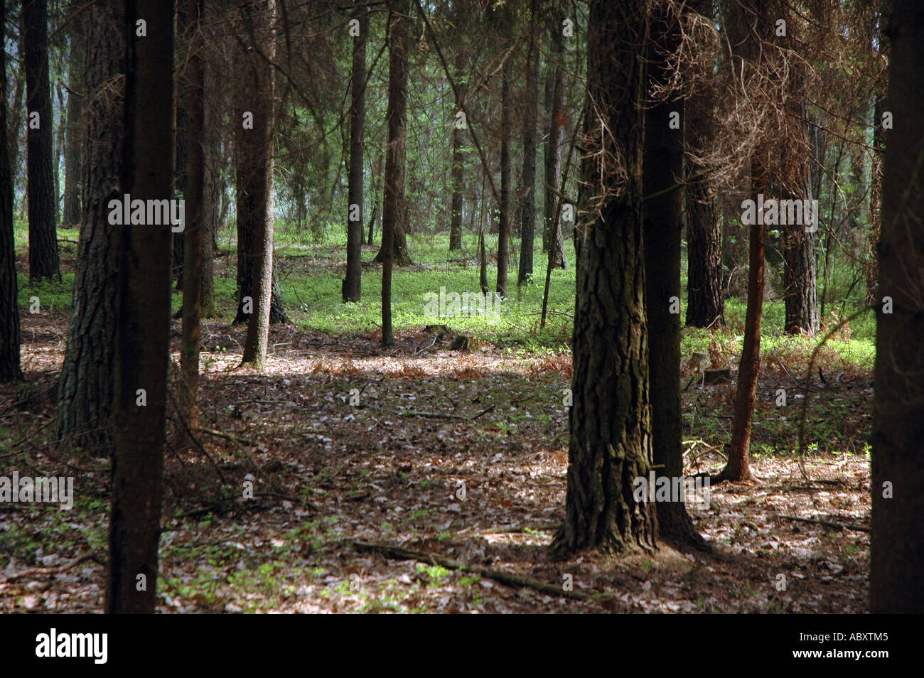 Forest in Nadbuzanski Landscape Park also called The Bug River Valley ...