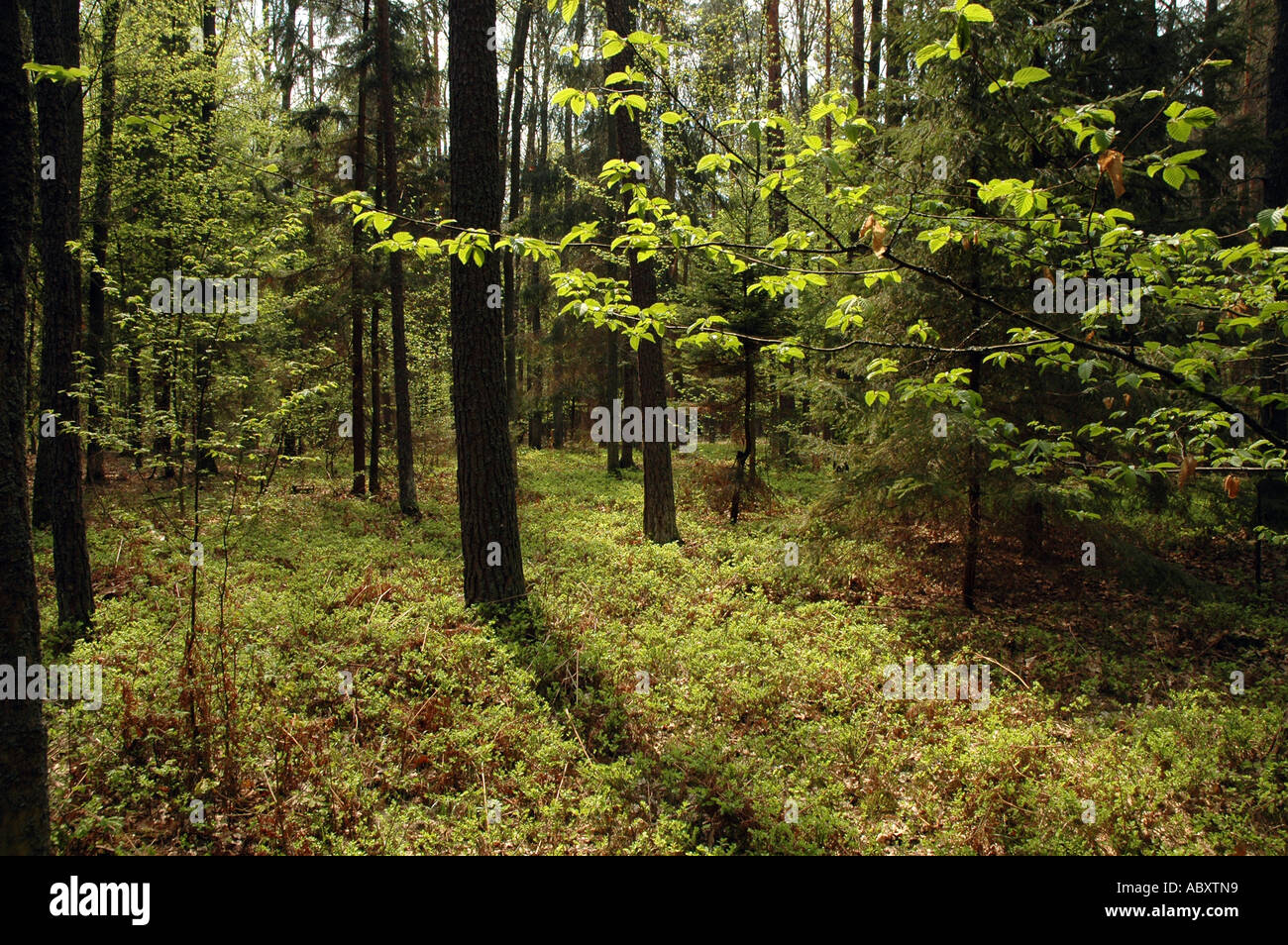 Forest in Nadbuzanski Landscape Park also called The Bug River Valley ...