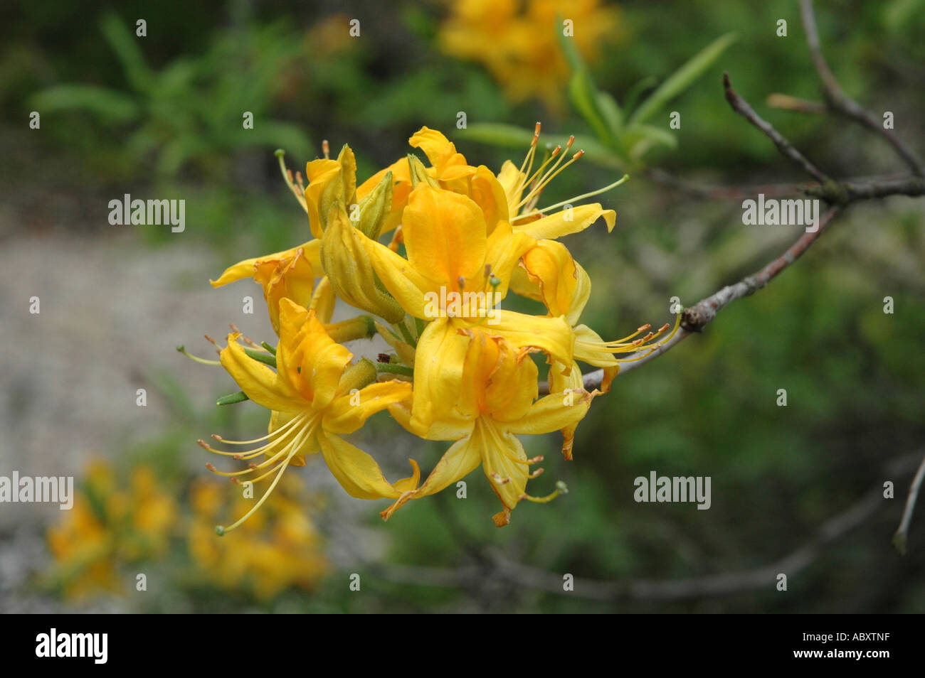 Yellow Azalea Rhododendron luteum syn. Rhododendron flavum and Azalea ...