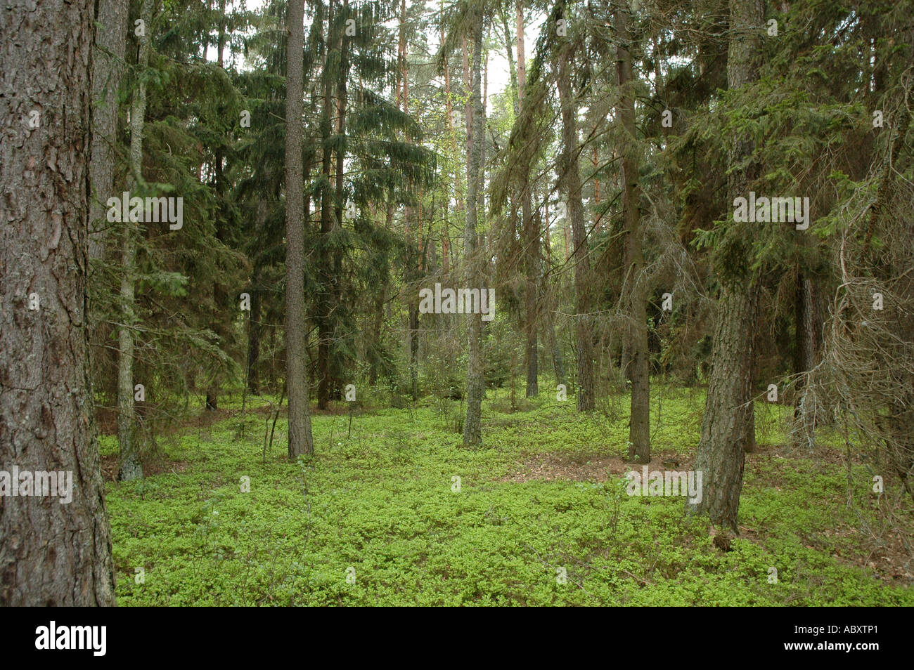 Forest in Nadbuzanski Landscape Park also called The Bug River Valley ...
