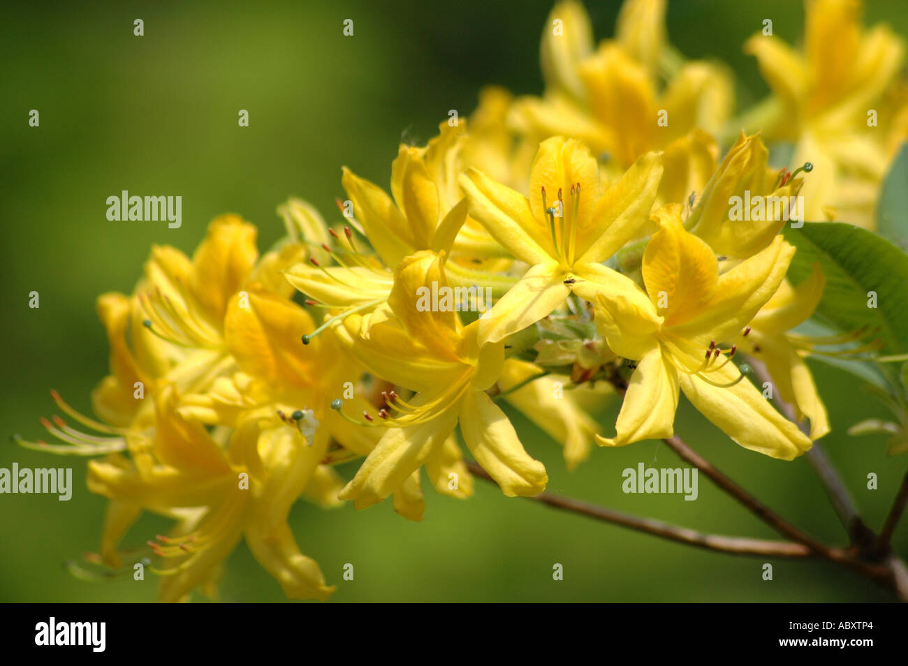 Yellow Azalea Rhododendron luteum syn. Rhododendron flavum and Azalea ...