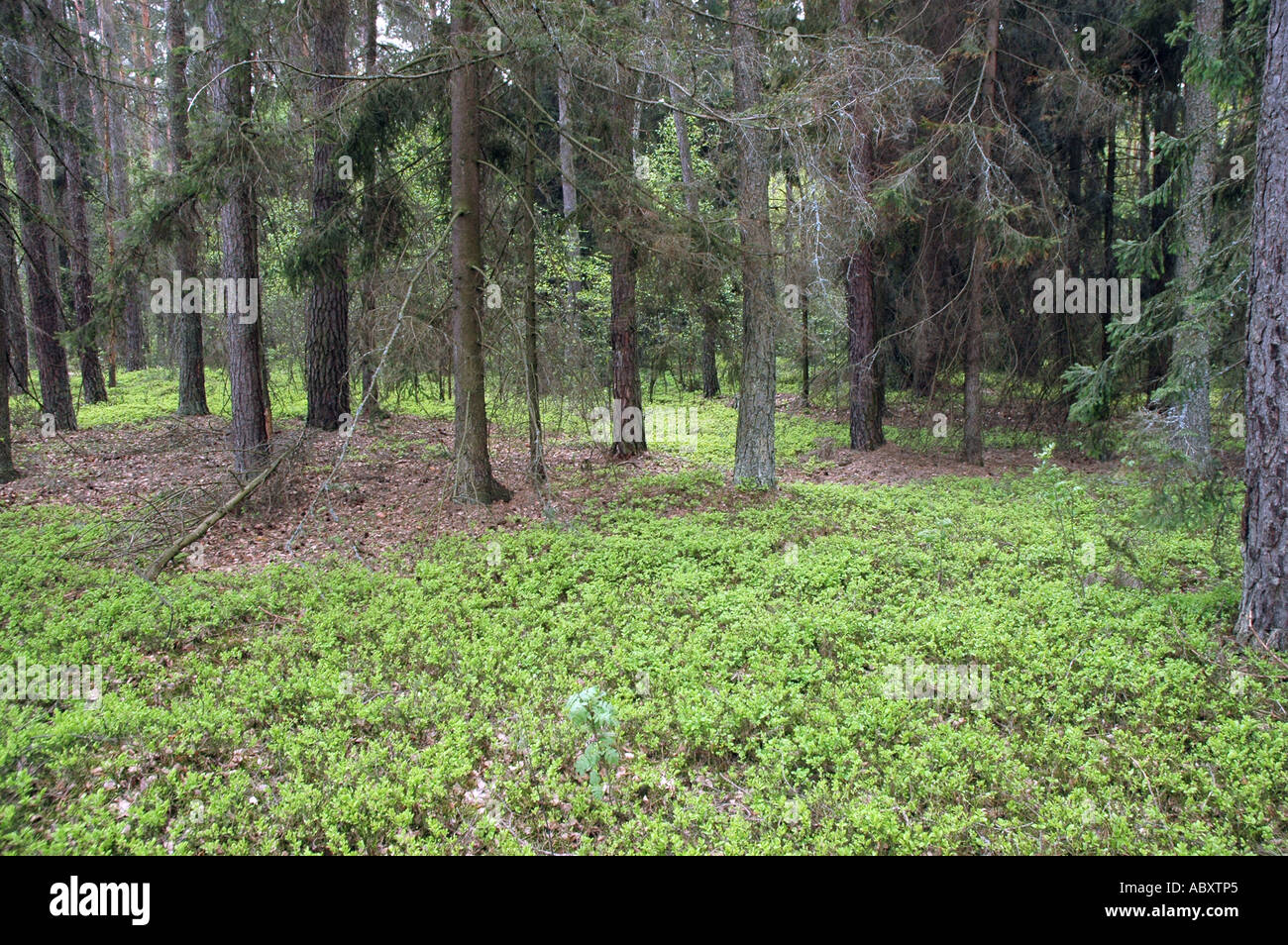 Forest in Nadbuzanski Landscape Park also called The Bug River Valley ...