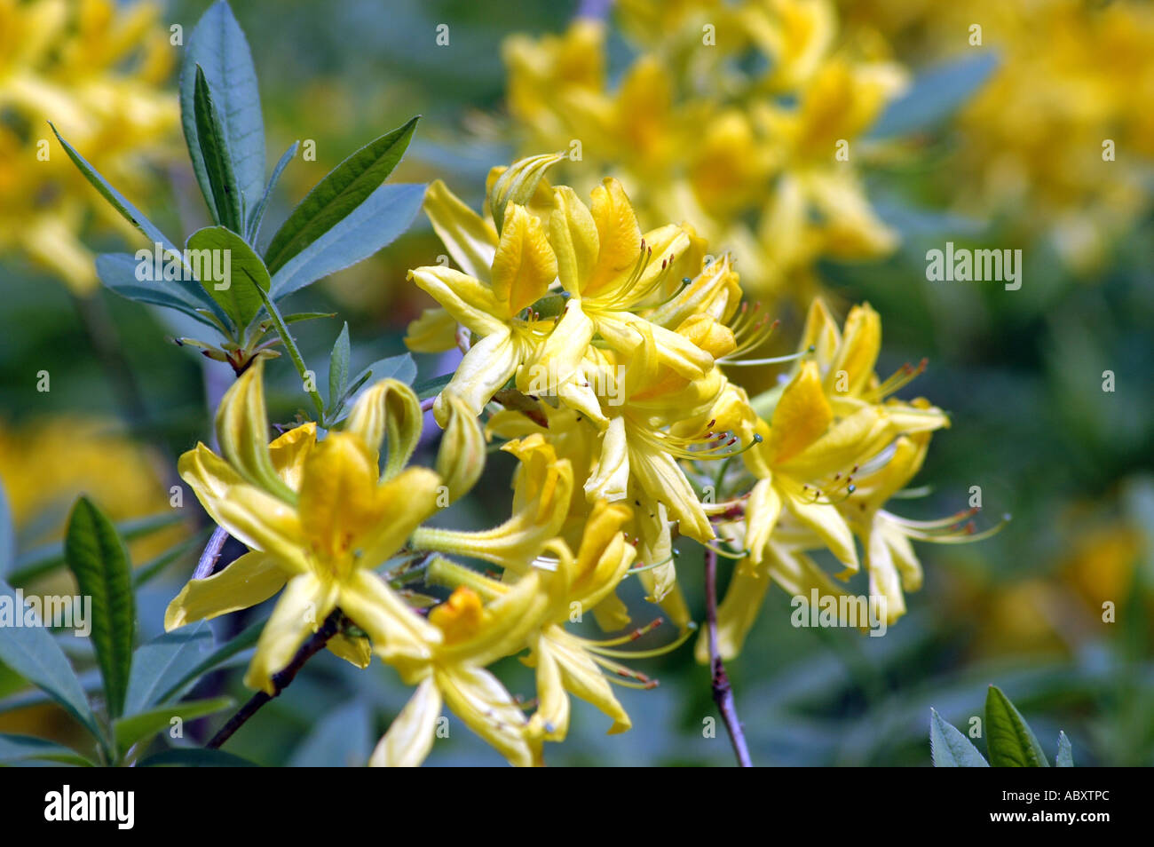 Yellow Azalea Rhododendron luteum syn. Rhododendron flavum and Azalea ...