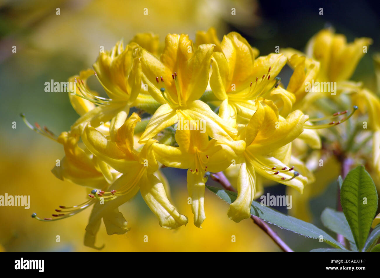 Yellow Azalea Rhododendron luteum syn. Rhododendron flavum and Azalea ...