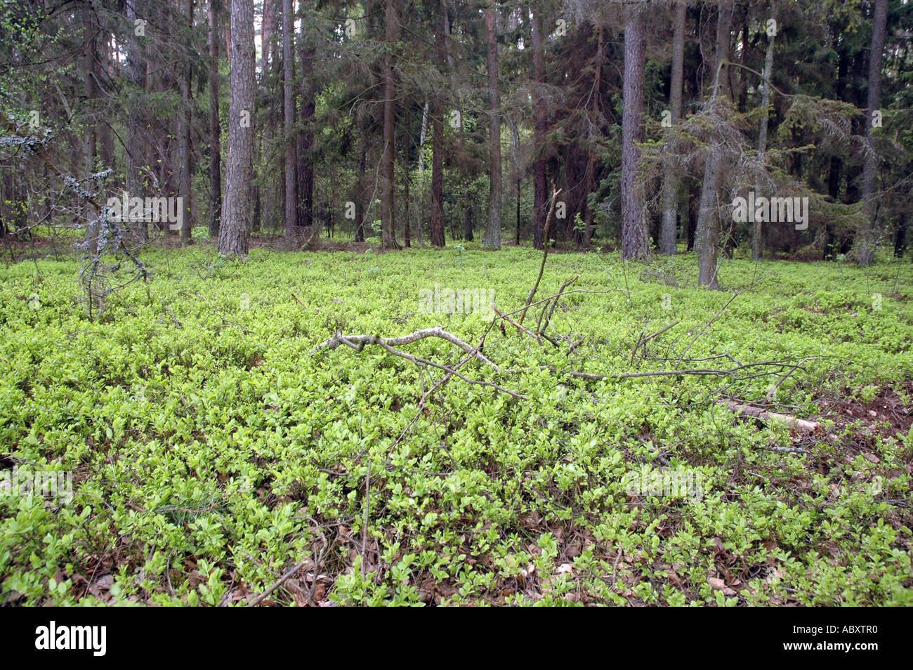 Forest in Nadbuzanski Landscape Park also called The Bug River Valley ...