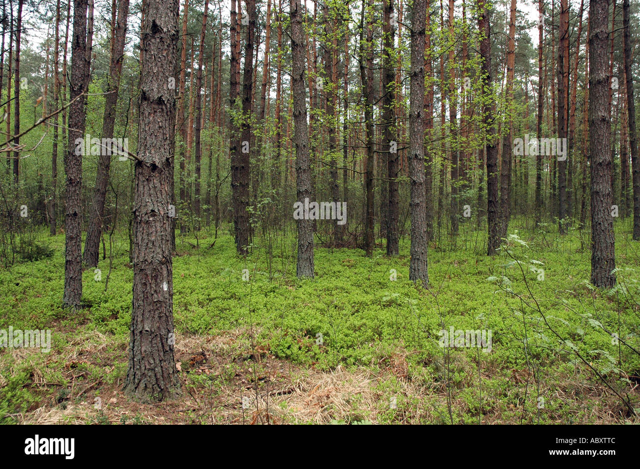 Forest in Nadbuzanski Landscape Park also called The Bug River Valley ...