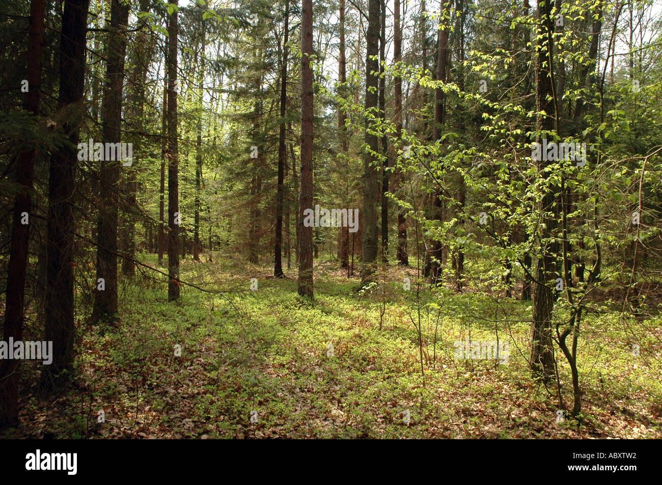 Forest in Nadbuzanski Landscape Park also called The Bug River Valley ...