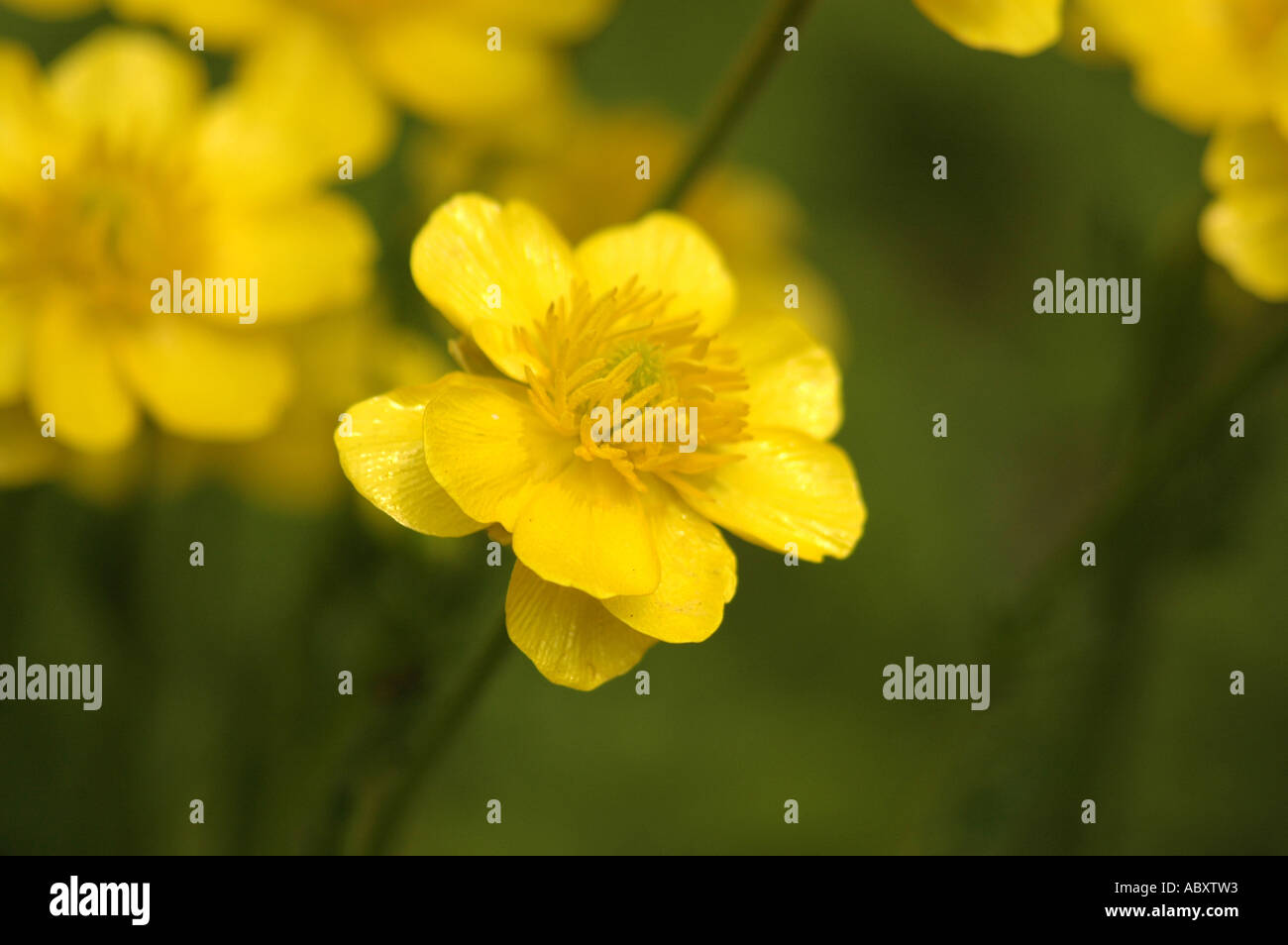 Buttercup Ranunculus millefoliatus yellow flower Stock Photo - Alamy