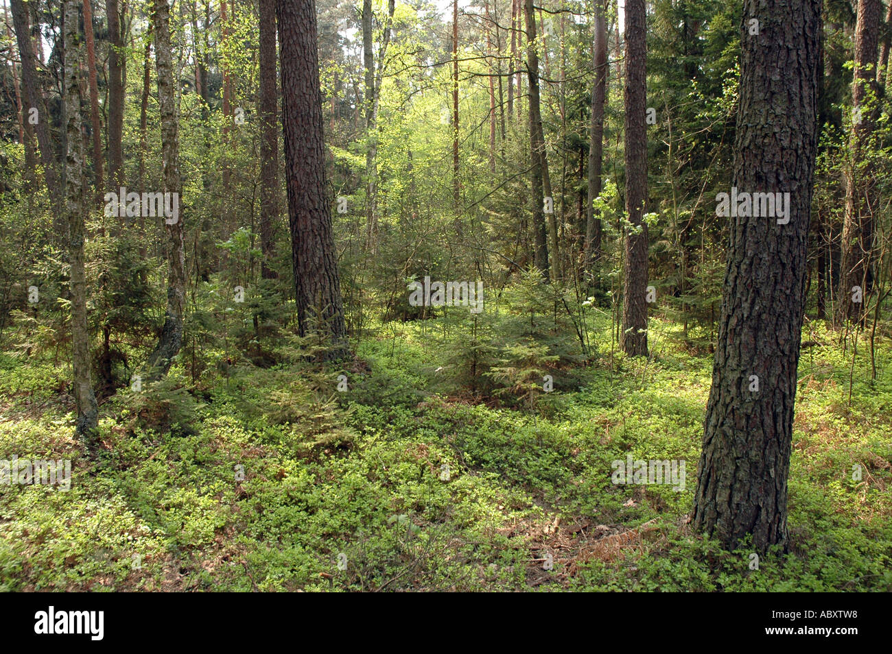 Forest in Nadbuzanski Landscape Park also called The Bug River Valley ...