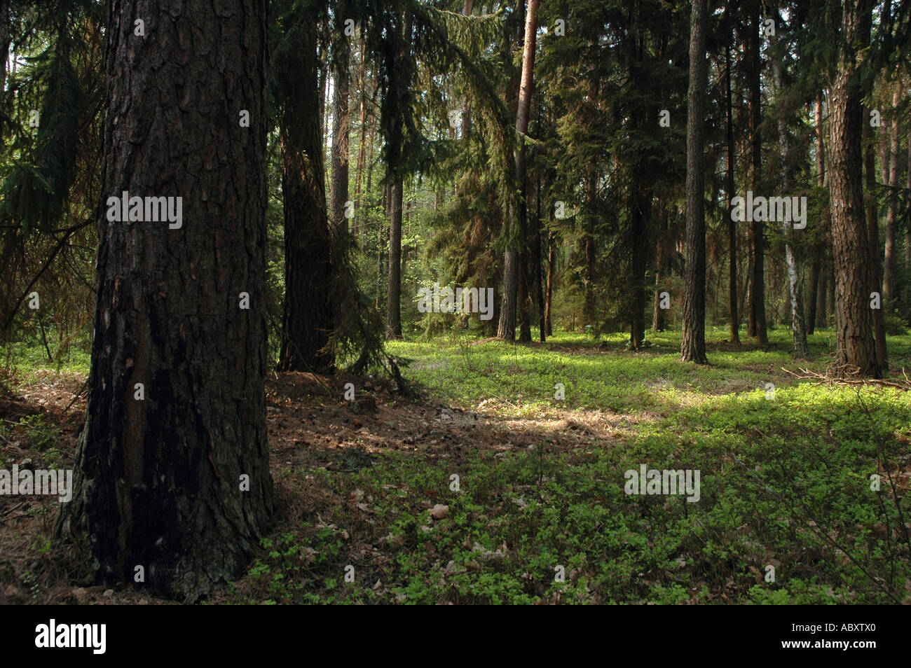Forest in Nadbuzanski Landscape Park also called The Bug River Valley ...