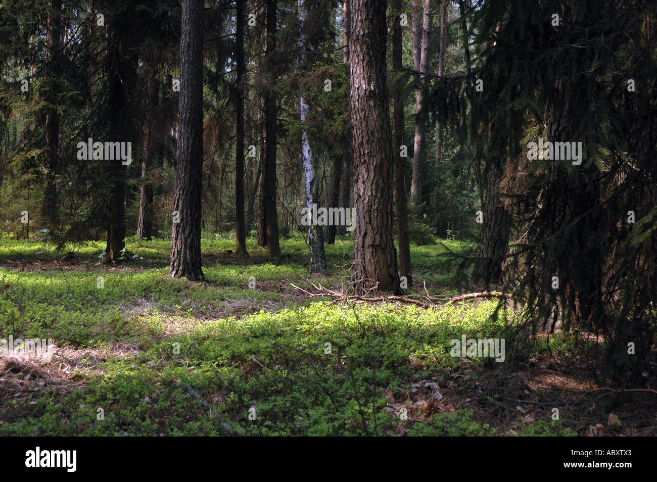 Forest in Nadbuzanski Landscape Park also called The Bug River Valley ...