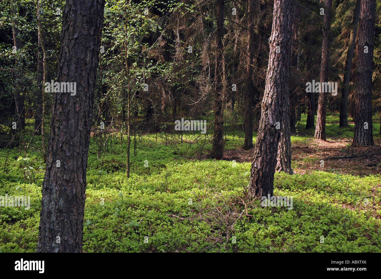 Forest in Nadbuzanski Landscape Park also called The Bug River Valley ...
