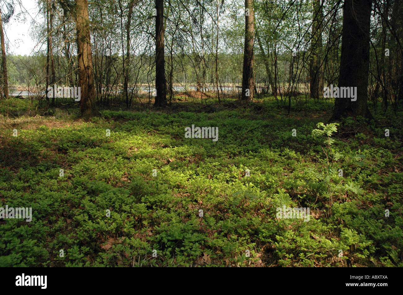 Pines bug hi-res stock photography and images - Alamy