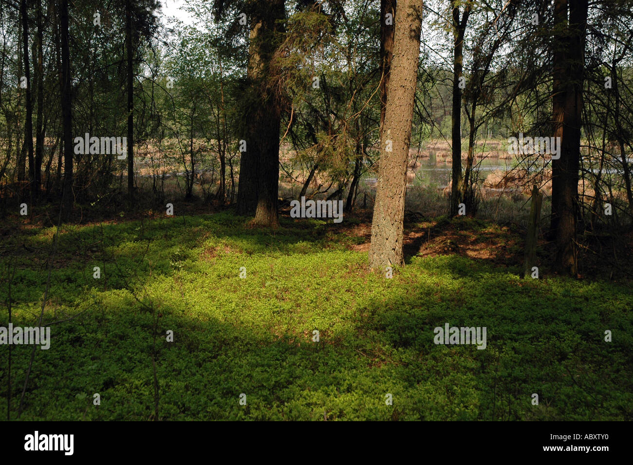 Forest in Nadbuzanski Landscape Park also called The Bug River Valley ...