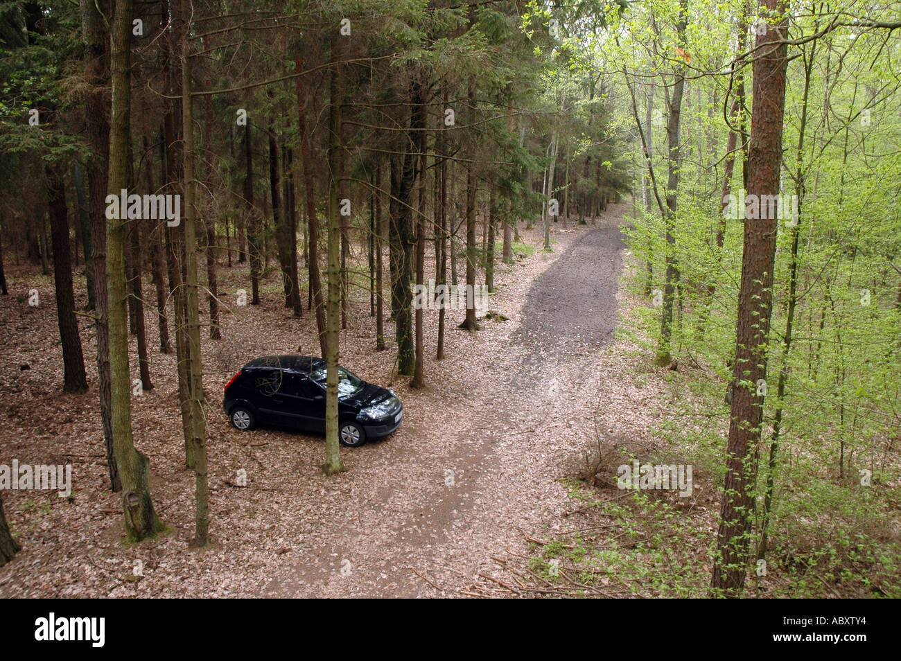 Forest in Nadbuzanski Landscape Park also called The Bug River Valley ...