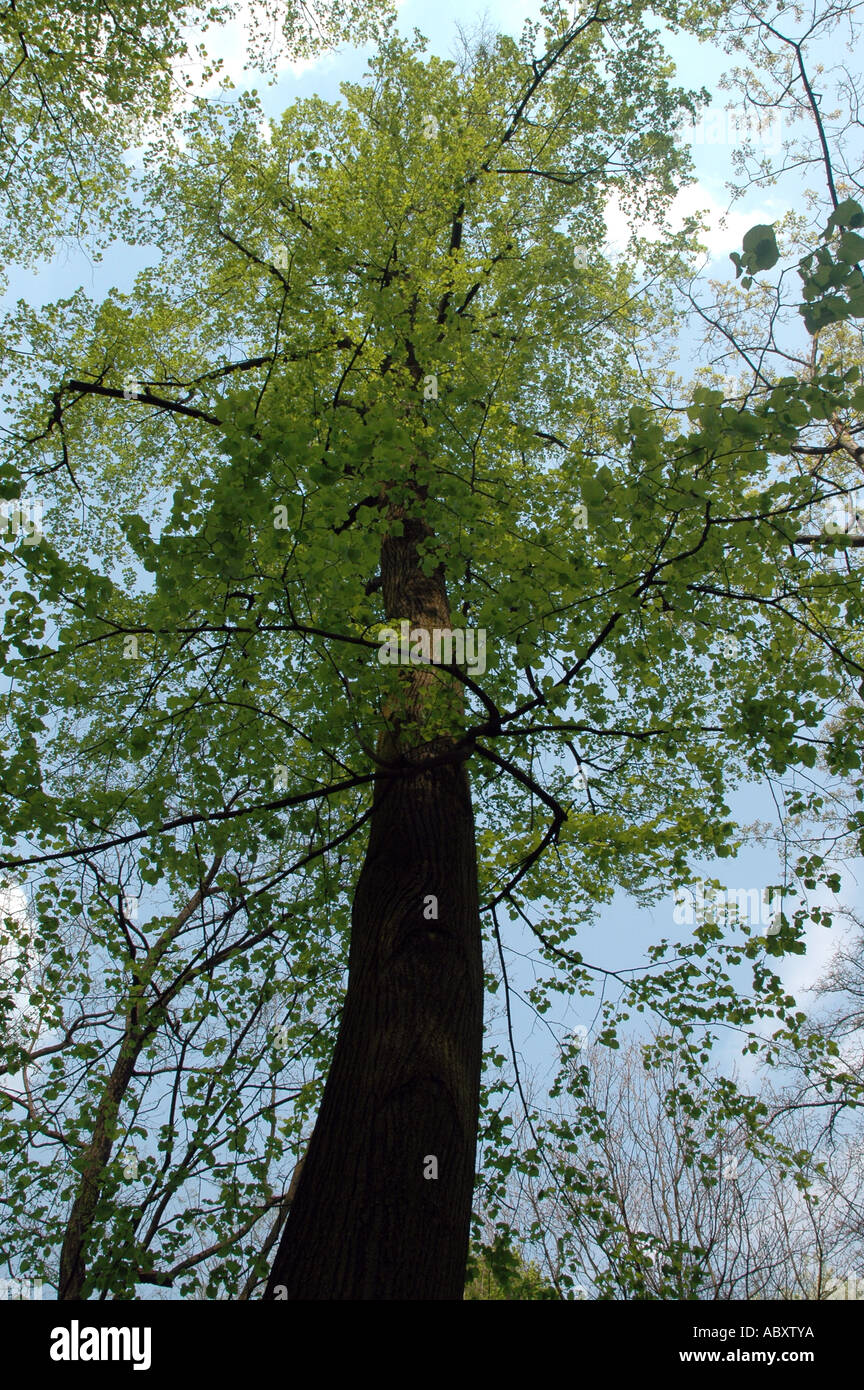 Small leaved Lime Tilia cordata parvifolia tree Stock Photo - Alamy