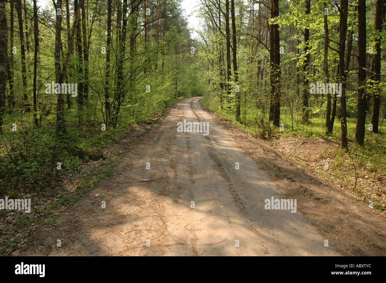 Forest in Nadbuzanski Landscape Park also called The Bug River Valley ...