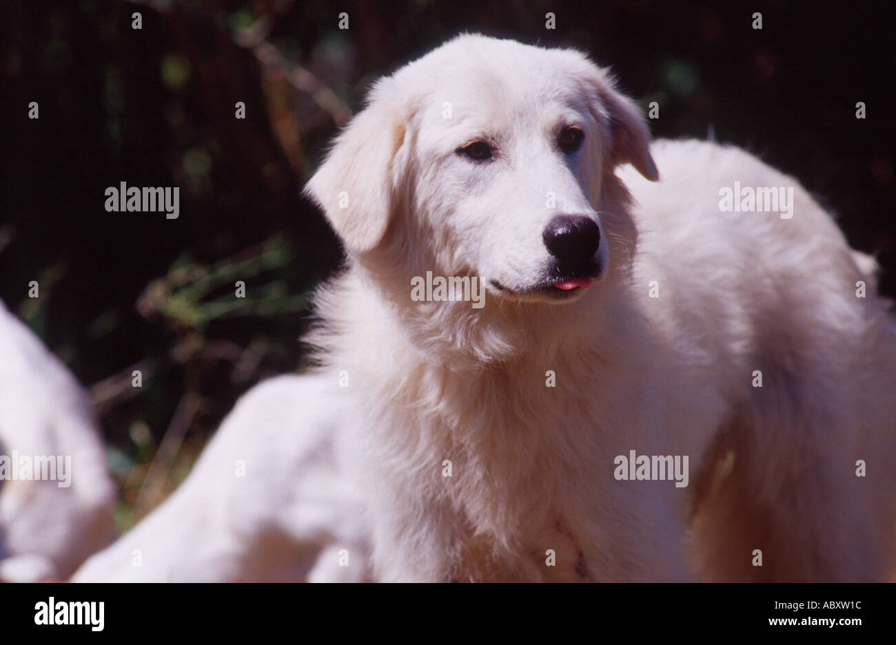 Is Maremma An Incomparable Guard Dog
