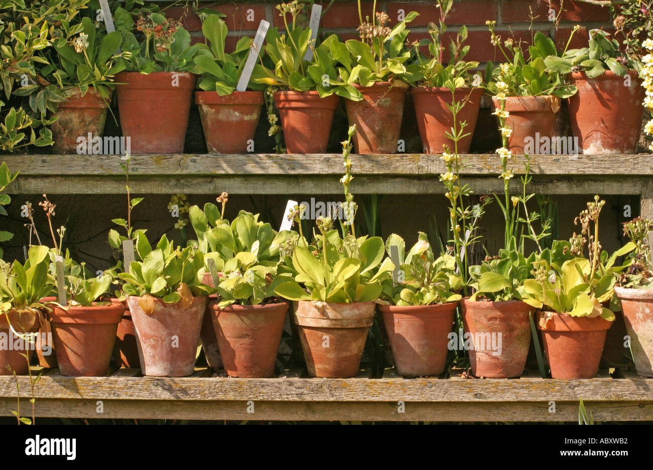 Two rows of Flower Pots filled with green plants Stock Photo - Alamy