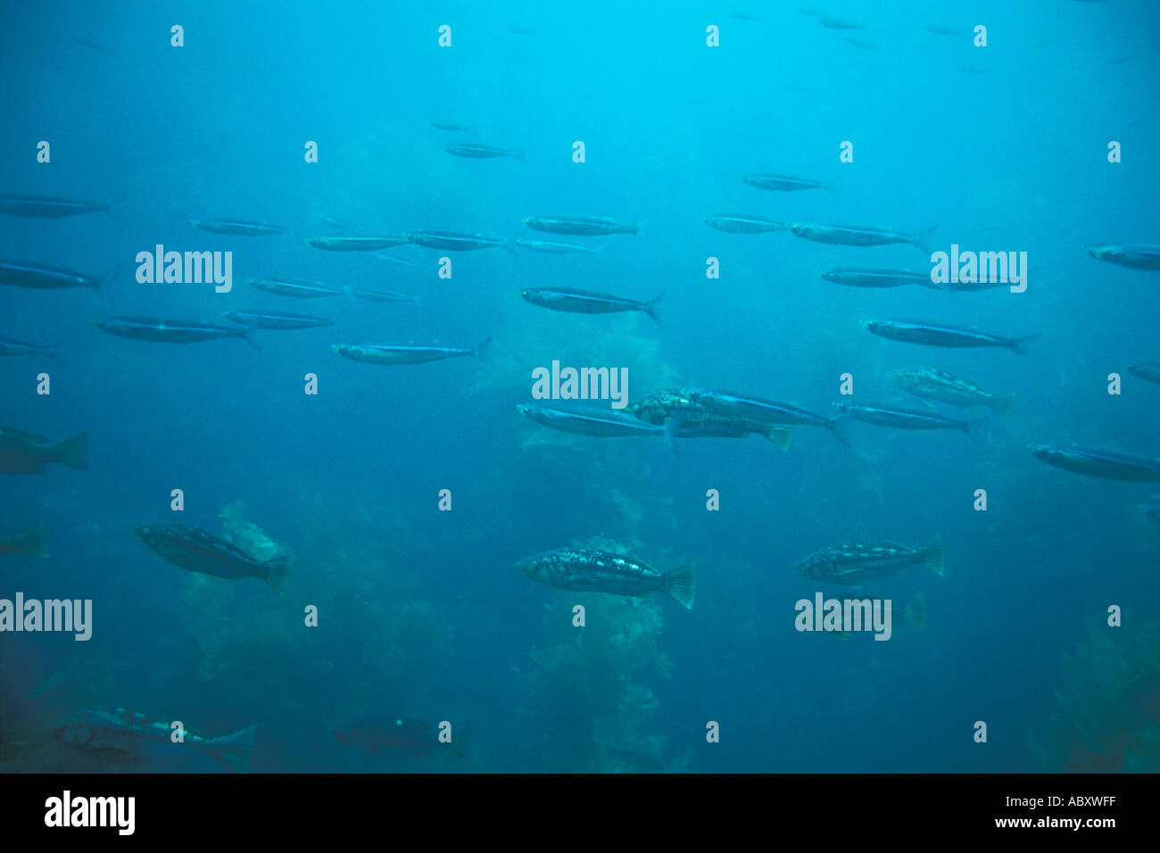Fish in underwater kelp forest Avalon Harbor Catalina Island California ...