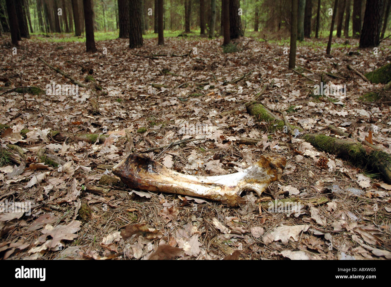 Forest in Nadbuzanski Landscape Park also called The Bug River Valley ...