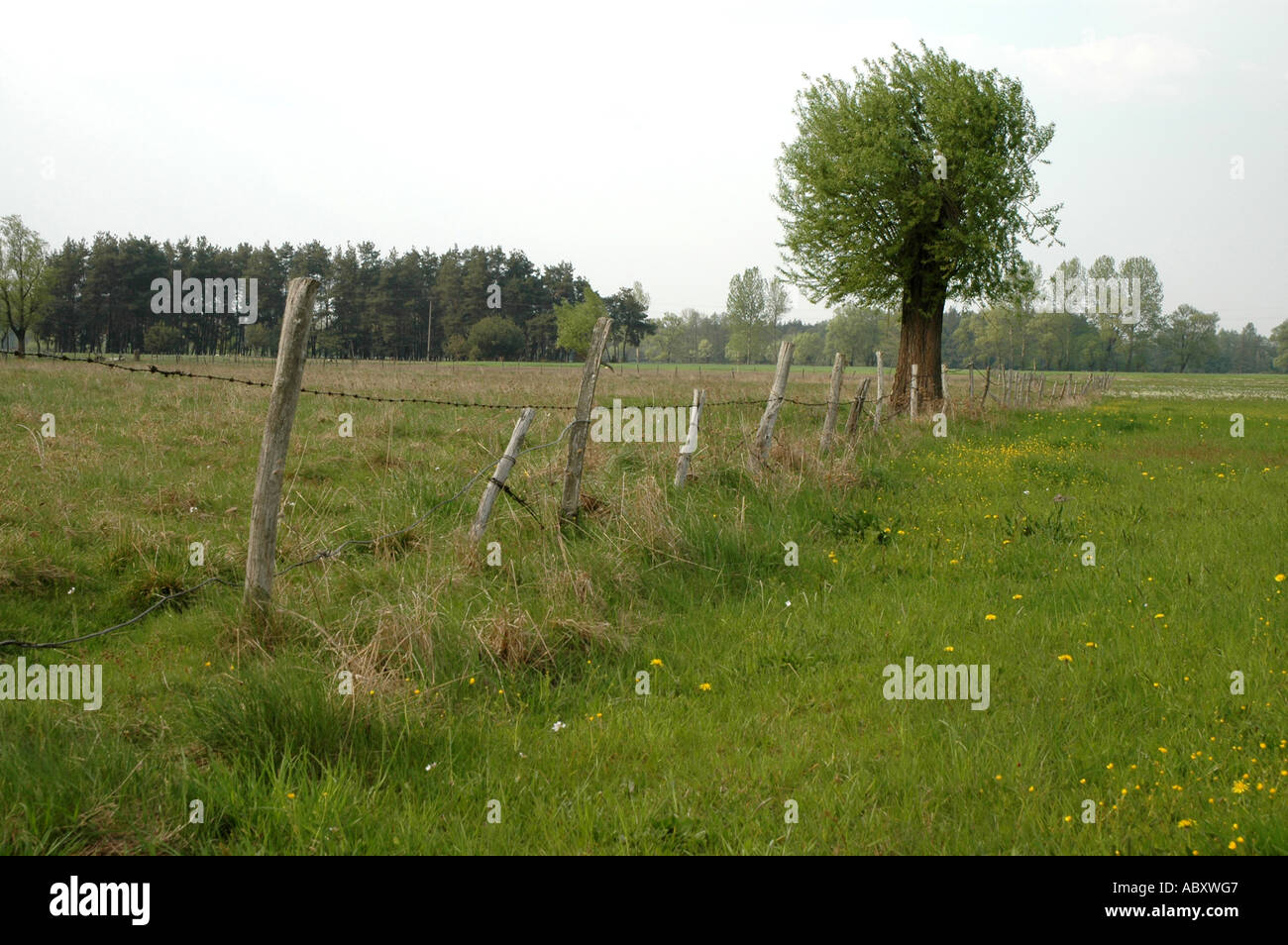 barbed wire and willow tree on pasture area, polish countryside Stock ...