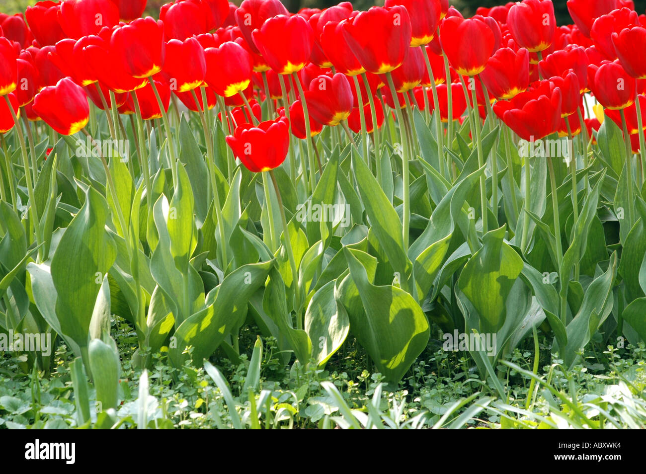 Many red tulips hi-res stock photography and images - Alamy