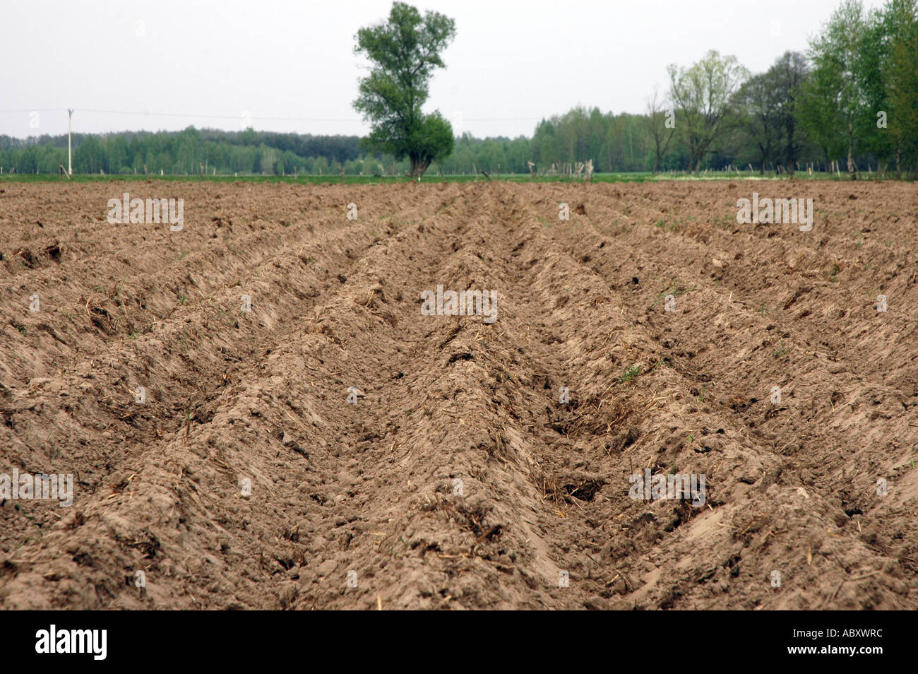 Polish agriculture potatoes hi-res stock photography and images - Alamy