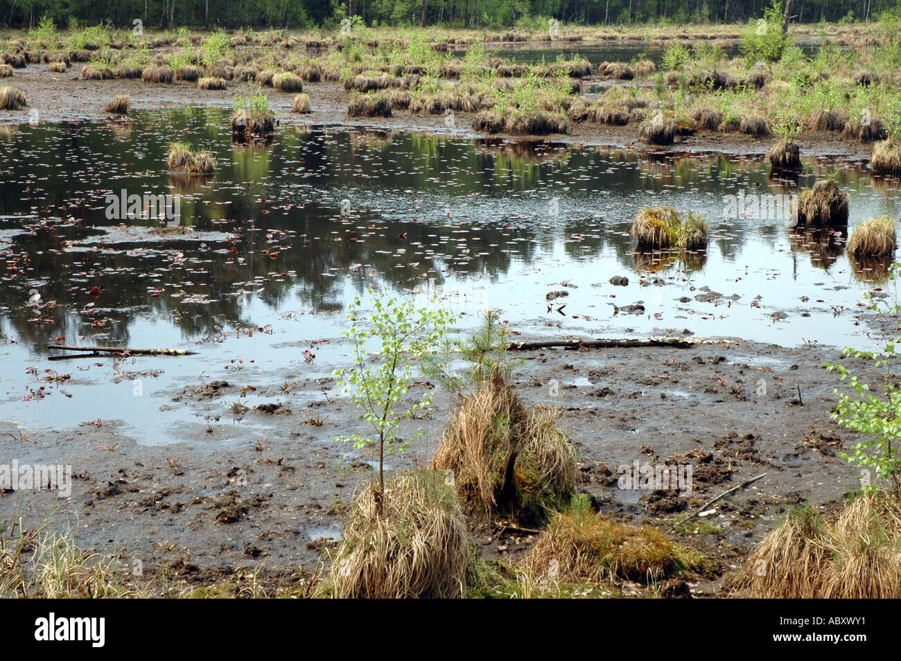 Marsh in Nadbuzanski Landscape Park also called The Bug River Valley ...