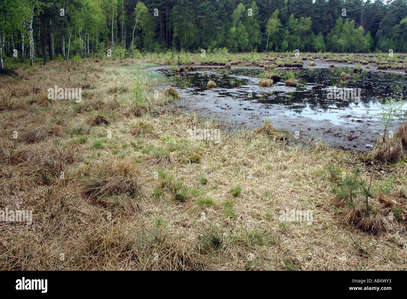 Marsh in Nadbuzanski Landscape Park also called The Bug River Valley ...