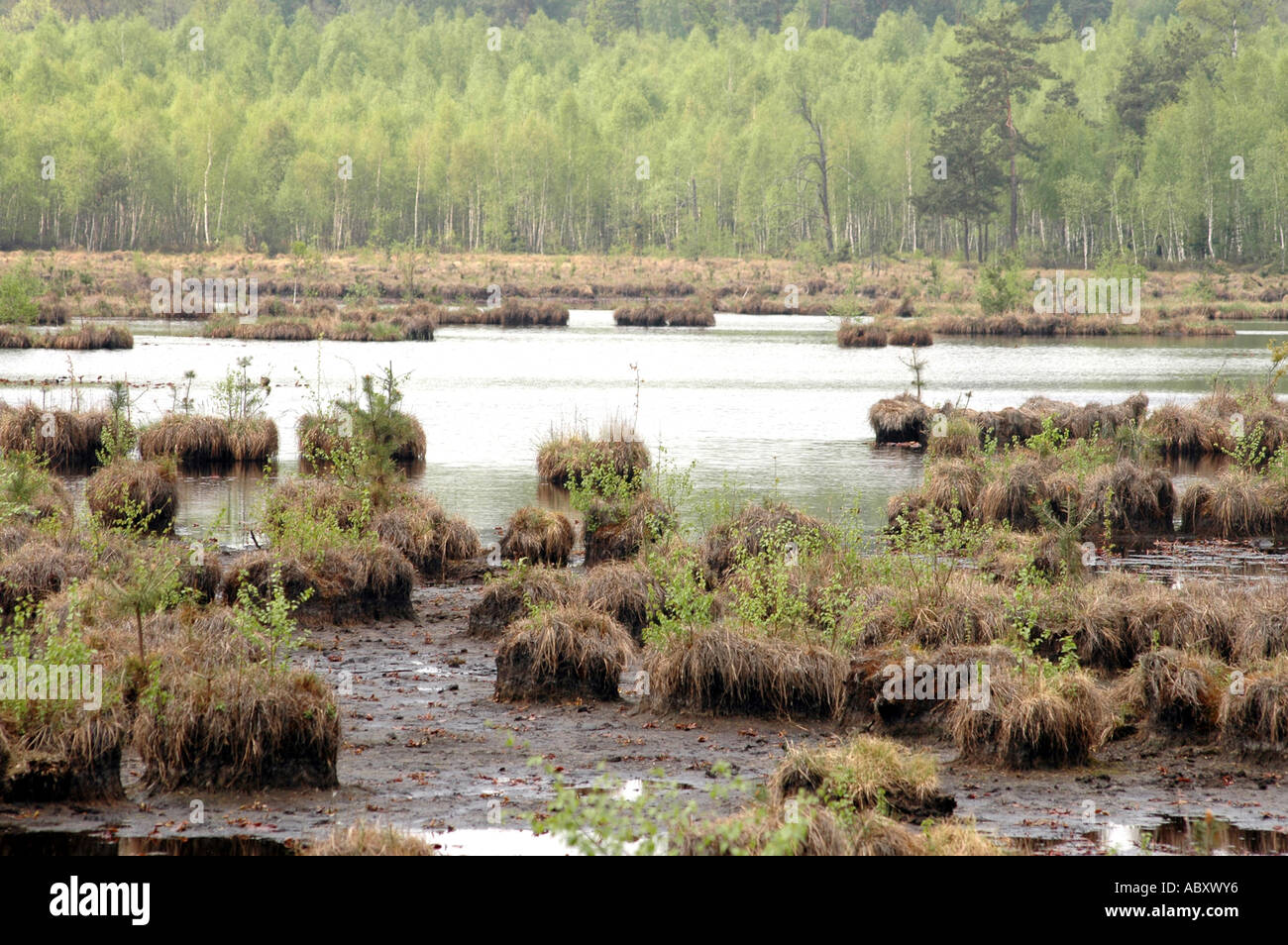 Marsh in Nadbuzanski Landscape Park also called The Bug River Valley ...