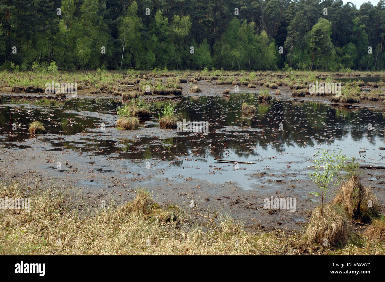 Marsh in Nadbuzanski Landscape Park also called The Bug River Valley ...