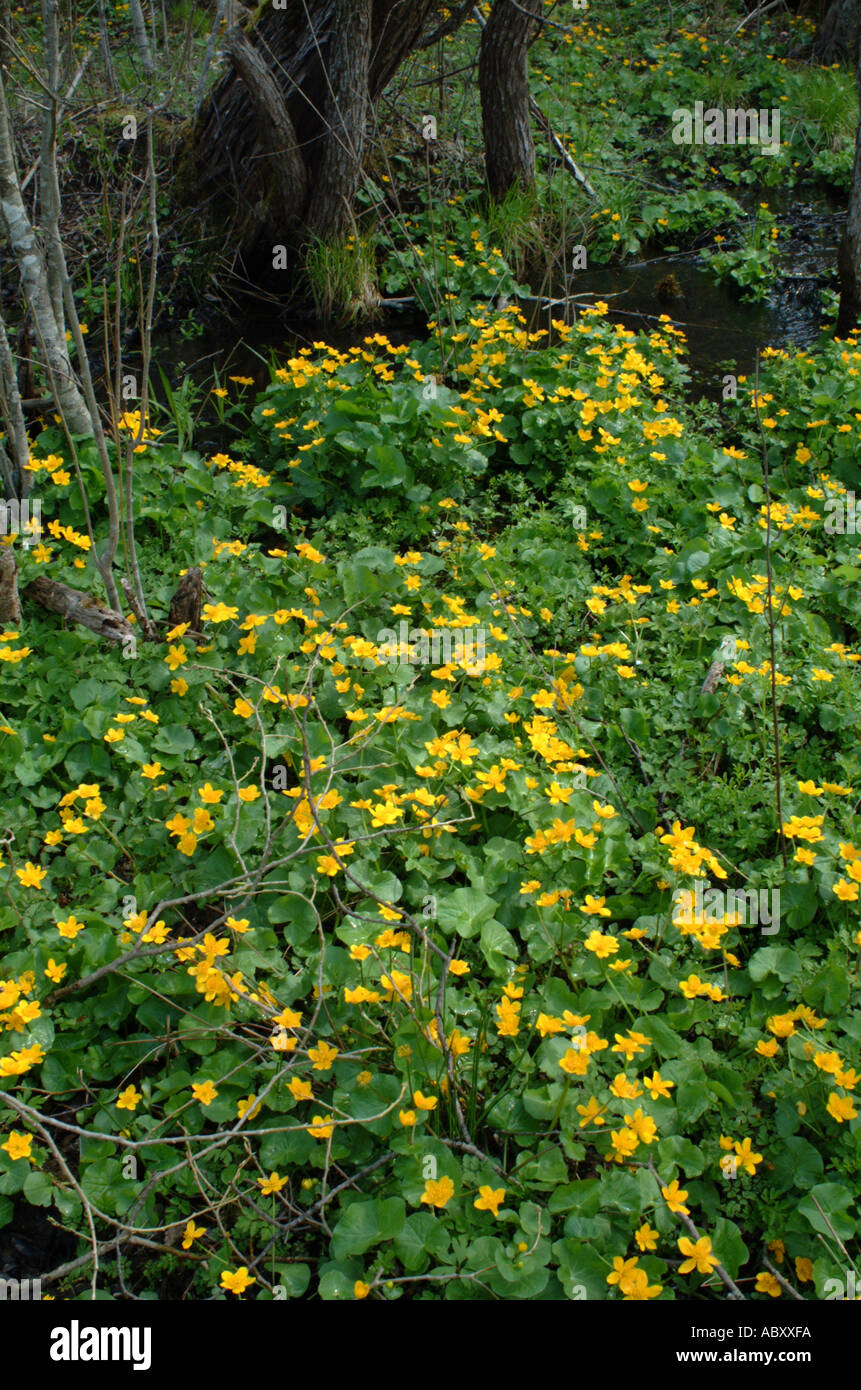 Fresh green vegetation in spring season time on Tarcau River Valley ...