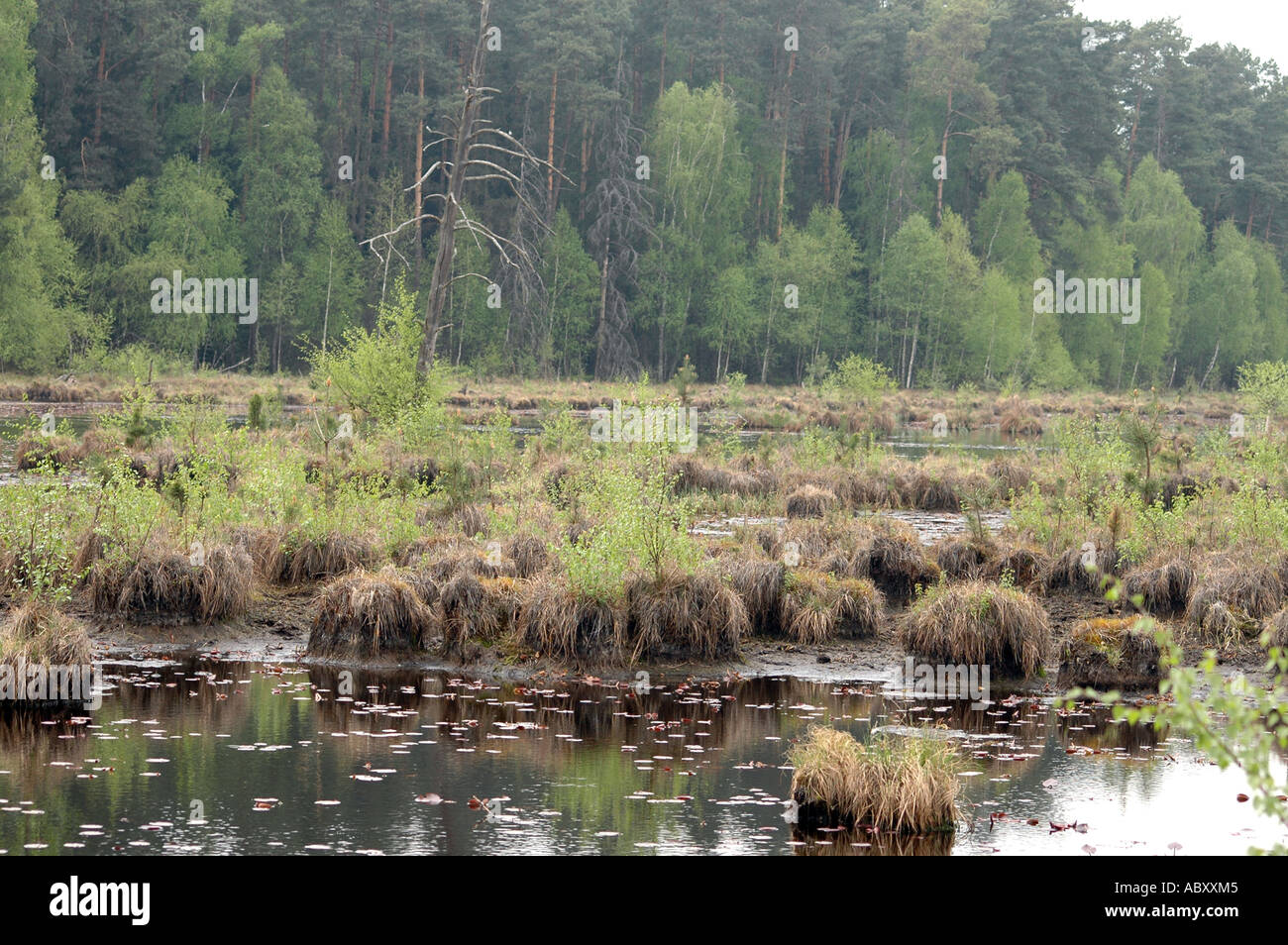 Marsh in Nadbuzanski Landscape Park also called The Bug River Valley ...