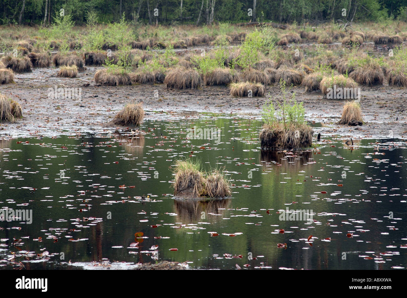 Marsh in Nadbuzanski Landscape Park also called The Bug River Valley ...