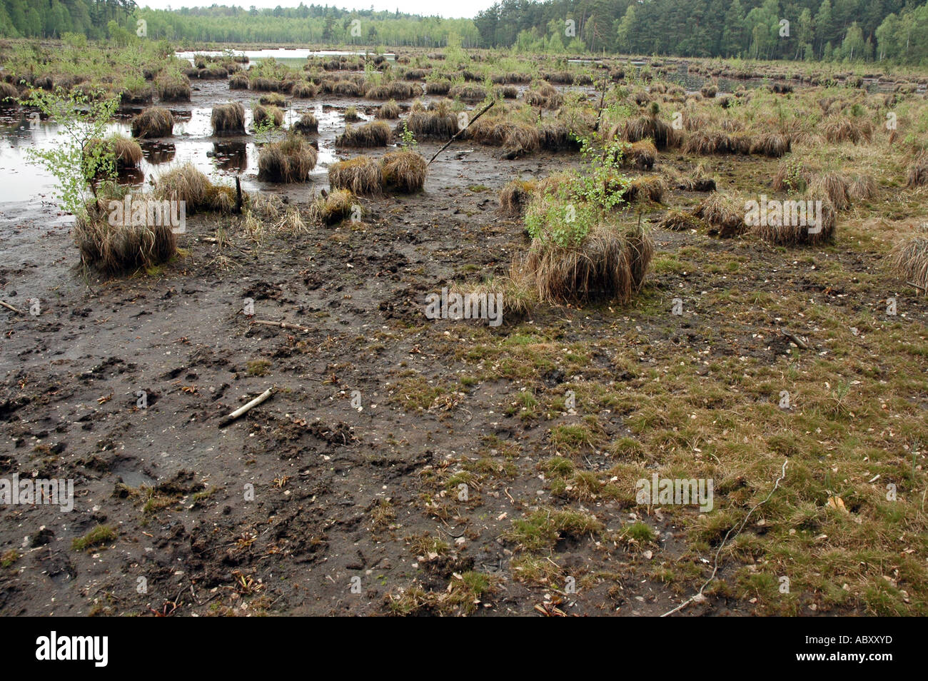 Marsh in Nadbuzanski Landscape Park also called The Bug River Valley ...