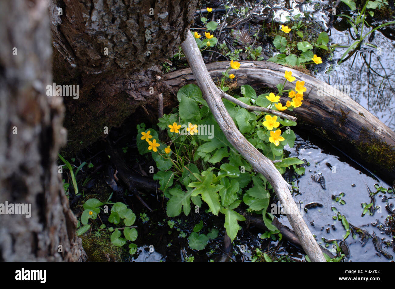Fresh green vegetation in spring season time on Tarcau River Valley ...