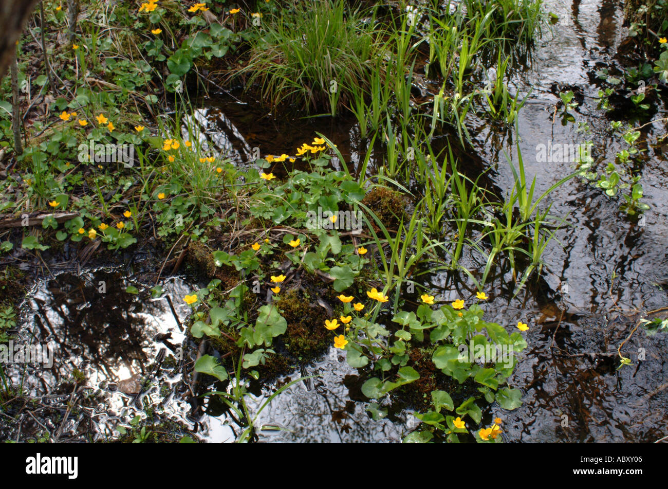 Fresh green vegetation in spring season time on Tarcau River Valley ...
