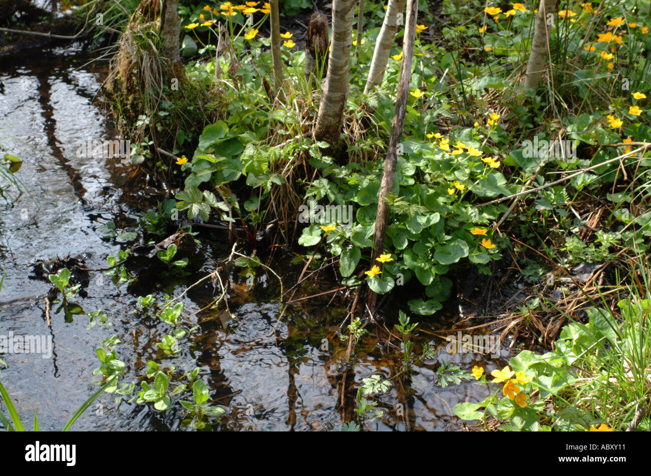 Fresh green vegetation in spring season time on Tarcau River Valley ...